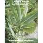 Laitue vireuse à semer, graines de Lactuca virosa
