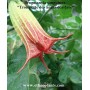 Brugmansia sanguinea seeds, Red Angel's trumpet for sale