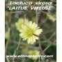 Plants de Laitue Vireuse - Lactuca virosa (achat & culture)