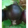 Ribes josta para plantar en venta