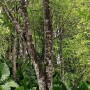 Adlerholzbaum Aquilaria crassna samen kaufen