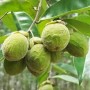 Adlerholzbaum Aquilaria crassna samen kaufen