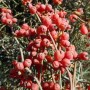 Joint pine seeds, Ephedra fragilis for sale