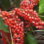 Paullinia cupana seeds Guarana for sale