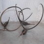 Proboscidea parviflora seeds, Devil's Horn for sale