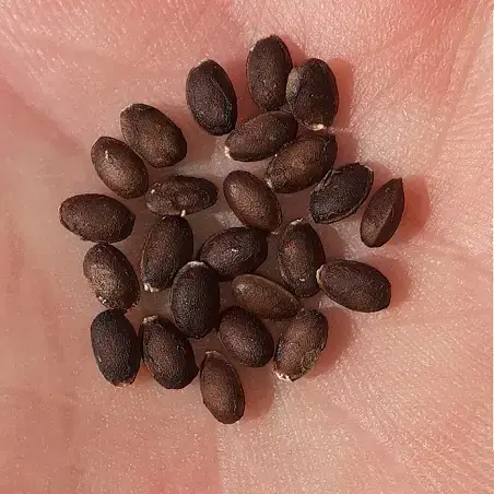 Squirting or exploding cucumber seeds for sale