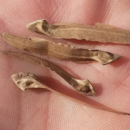 Tulip Tree seeds for sale