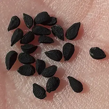 Ajenuz, semillas de Comino Negro para comprar