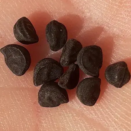 Black Morning glory seeds ipomonea Kniola's black for sale