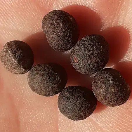 Anamirta cocculus Fishberry seeds Levant nut for sale